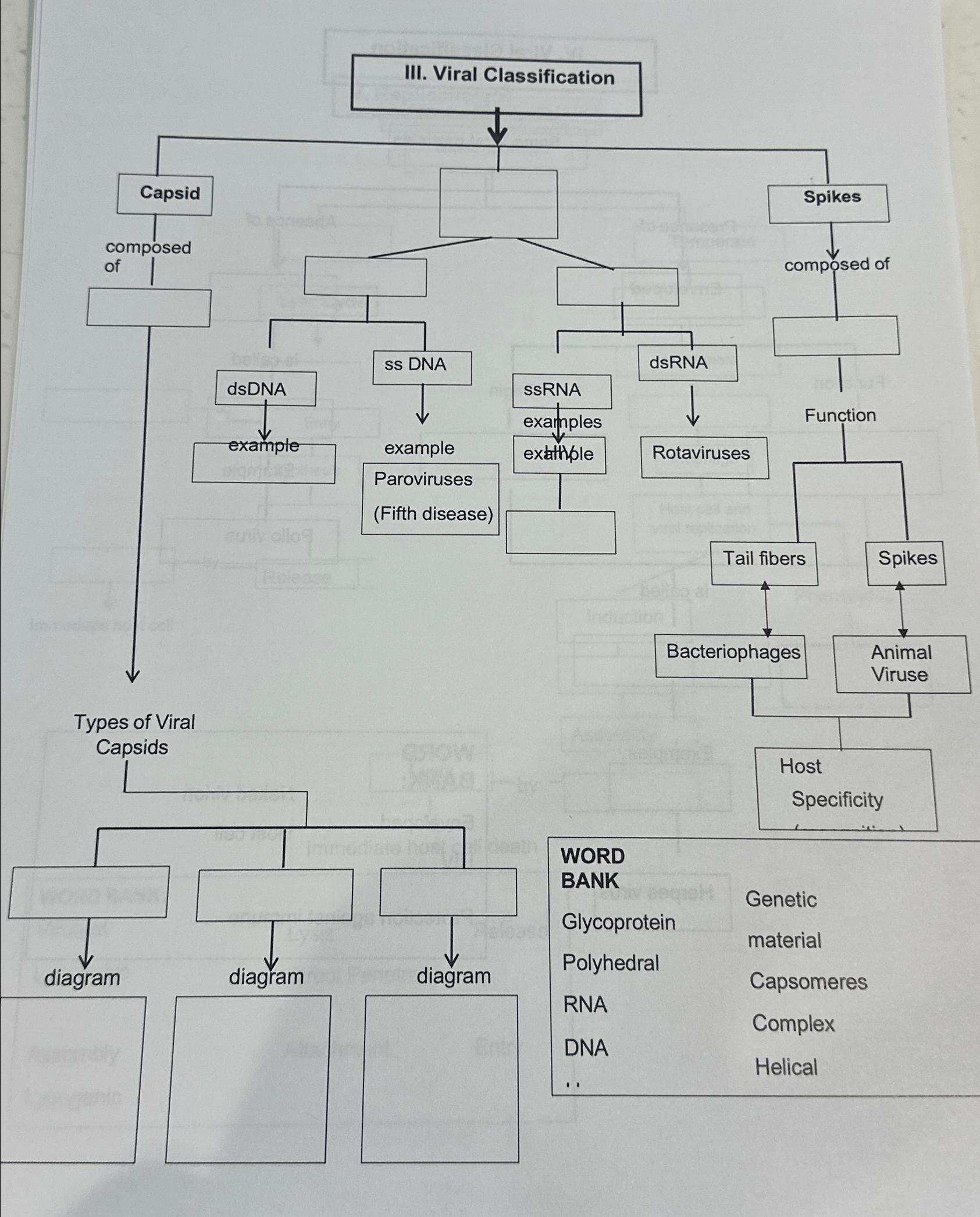 Solved III. Viral Classification | Chegg.com