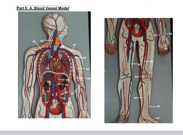 Human Blood Vessels Model