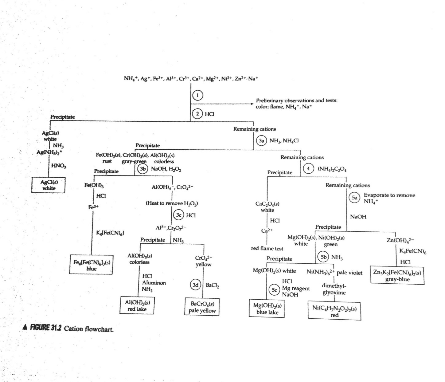 Solved Look at the flowcharT. Imagine you are at step (2), | Chegg.com