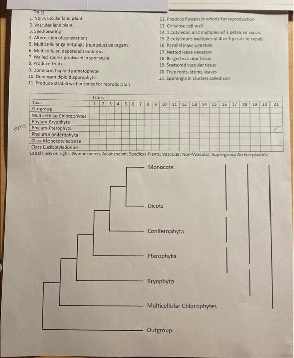 Label lines on right: Gymnosperm; Angiosperm; | Chegg.com