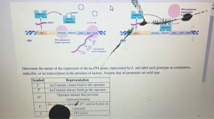 ENA Determine the nature of the expression of the | Chegg.com