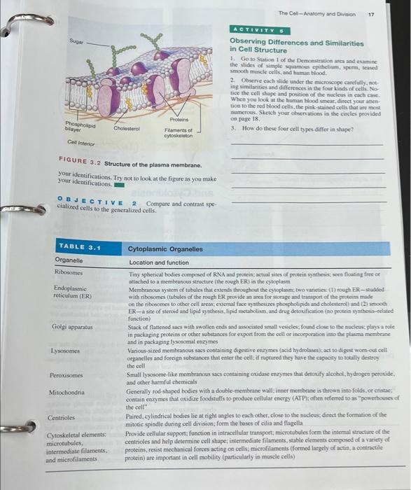 Solved Observing Differences and Similarities in Cell | Chegg.com