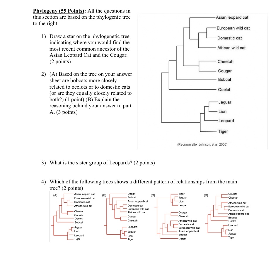 Solved Phylogeny (55 ﻿Points): All the questions in this | Chegg.com