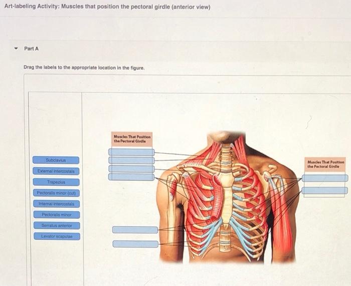 Solved Art-labeling Activity: Muscles that position the | Chegg.com