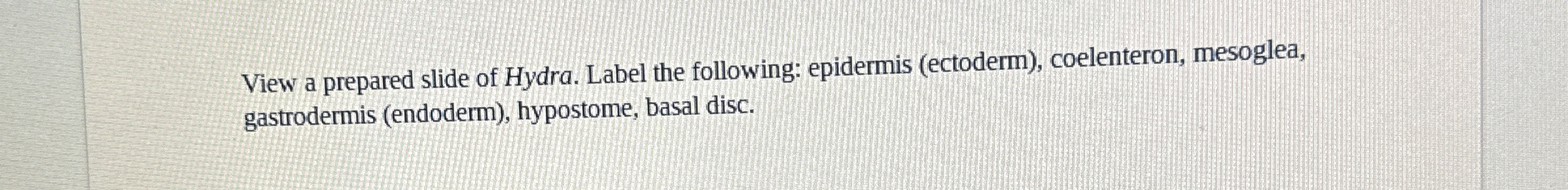Solved View a prepared slide of Hydra. Label the following: | Chegg.com