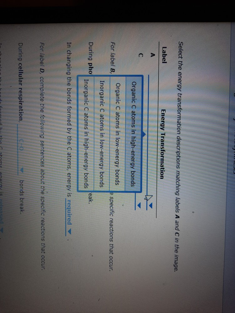 Solved 6. Converting energy in photosynthesis and cellular | Chegg.com