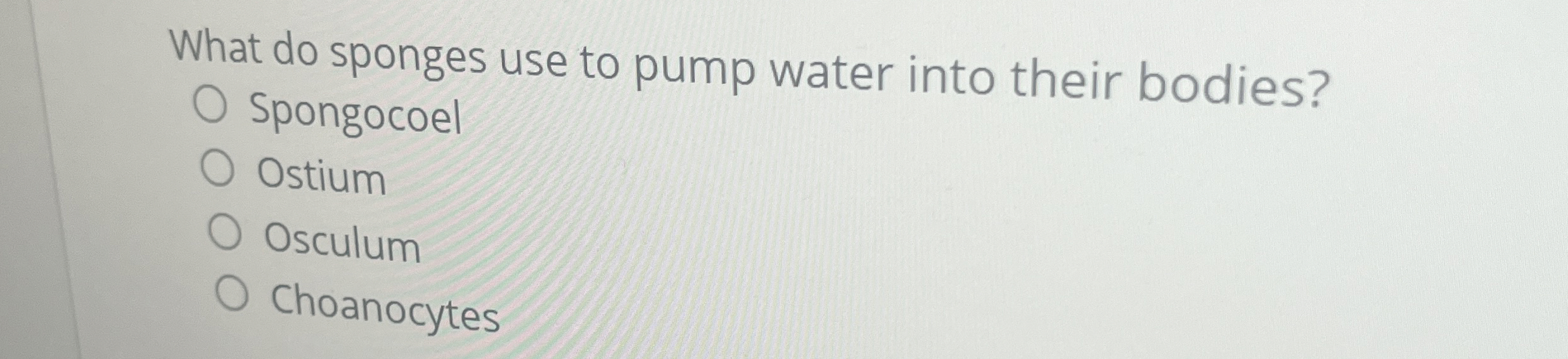 Solved What do sponges use to pump water into their | Chegg.com