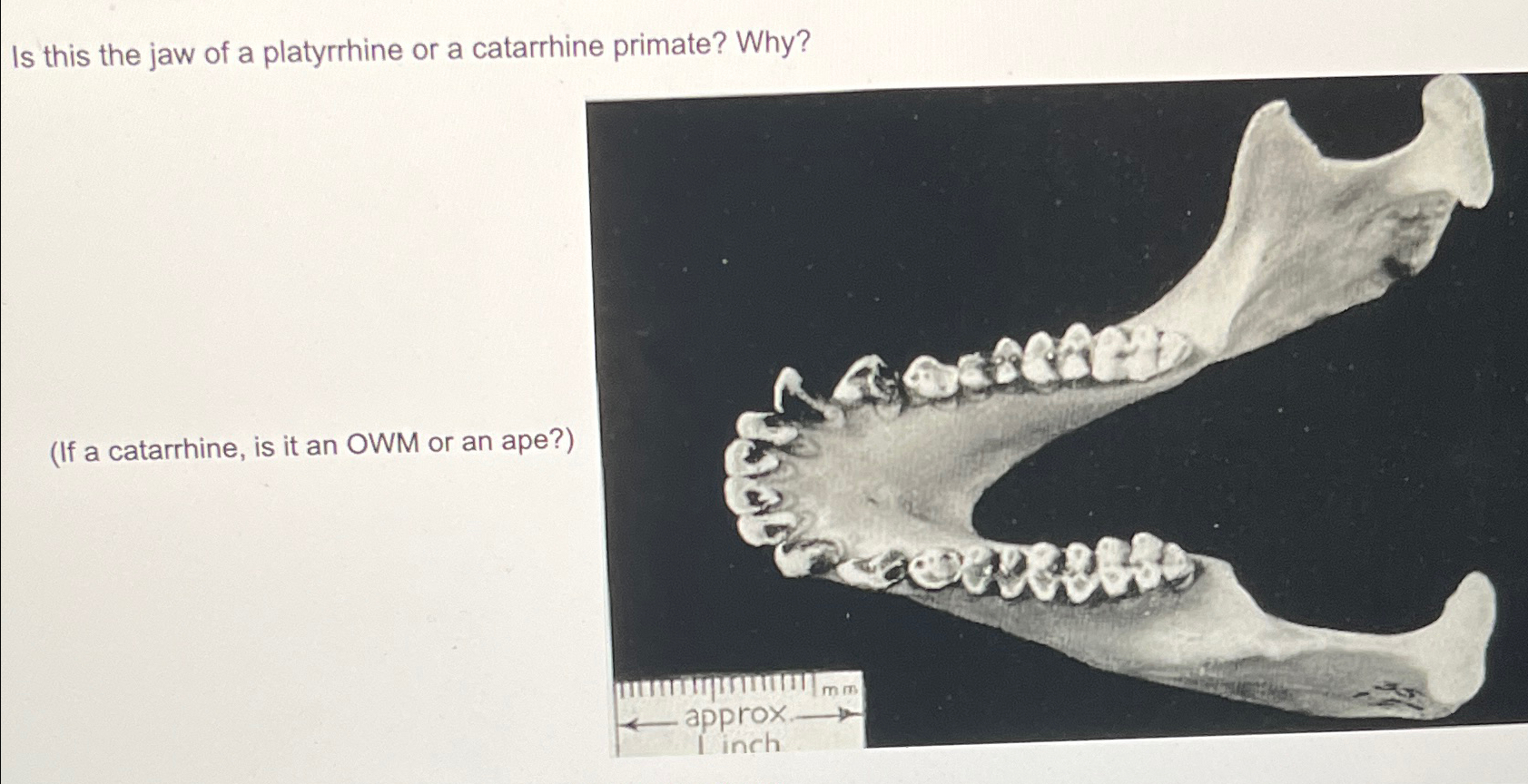 Solved Is this the jaw of a platyrrhine or a catarrhine | Chegg.com
