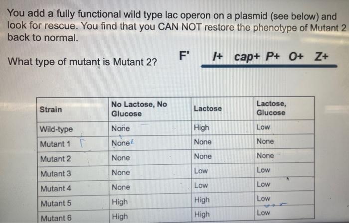 Solved please help and explain ALL the mutants not just 2 | Chegg.com