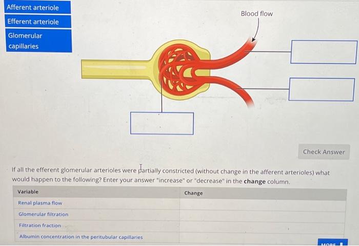 Solved The filtration fraction is the proportion of the | Chegg.com