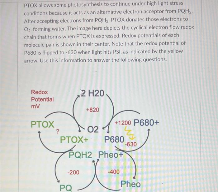 Solved PTOX allows some photosynthesis to continue under | Chegg.com