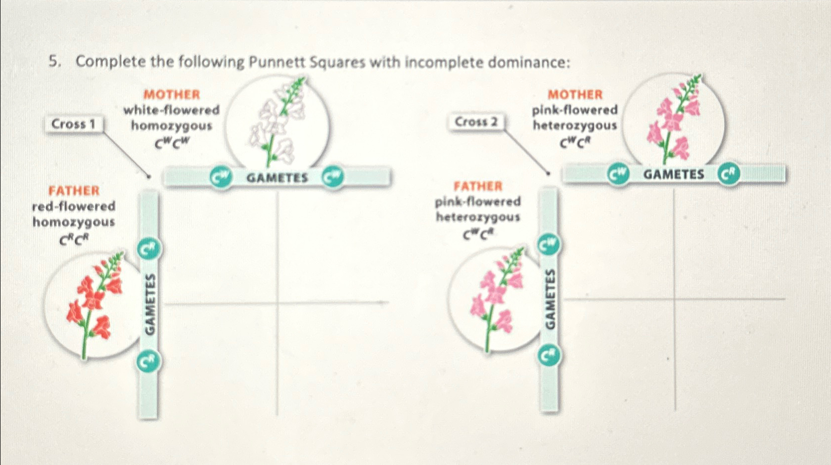 Solved Complete the following Punnett Squares with | Chegg.com