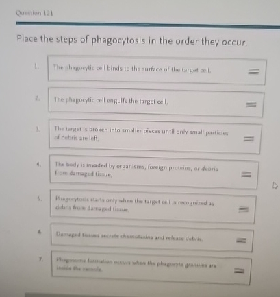 Solved Question 121Place the steps of phagocytosis in the | Chegg.com