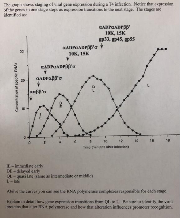 Solved The graph shows staging of viral gene expression | Chegg.com