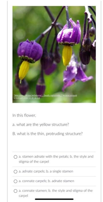 Solved In this flower. a. what are the yellow structure? B. | Chegg.com