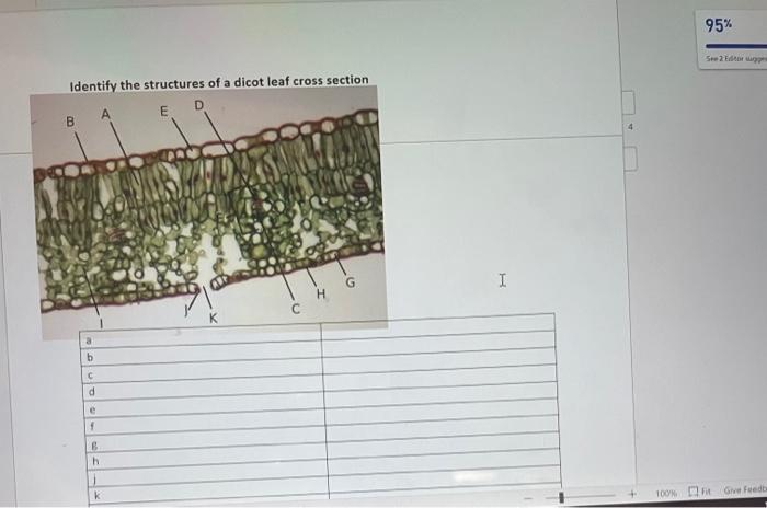 Solved 95% Identify the structures of a dicot leaf cross | Chegg.com