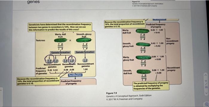 Solved Practice calculating gamete frequencies based on | Chegg.com