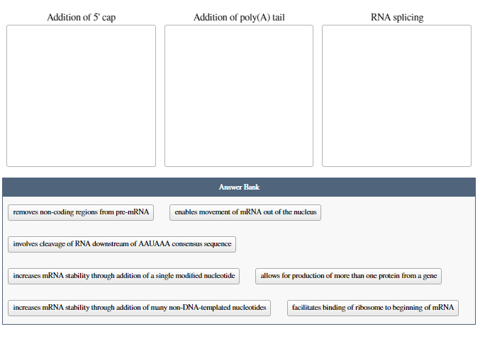 Solved Addition of 5' ﻿capAddition of poly(A) ﻿tailRNA | Chegg.com