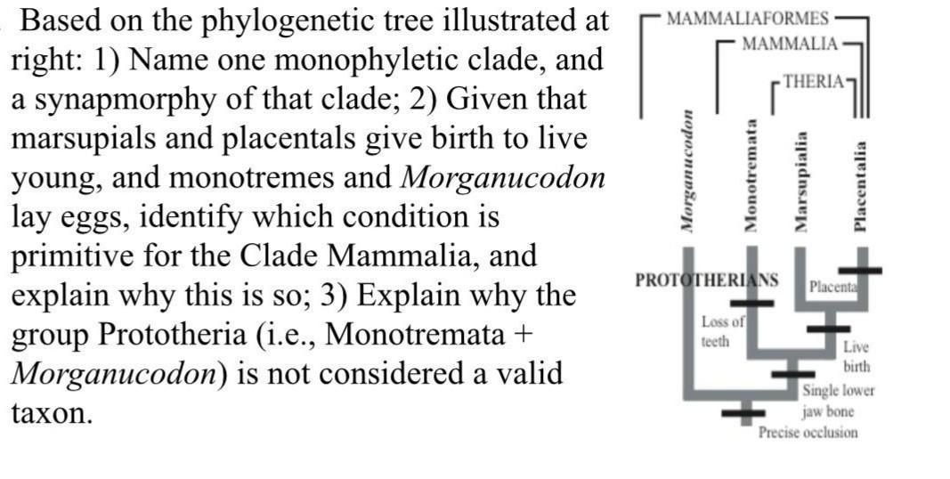 Solved MAMMALIAFORMES MAMMALIA THERIA Based on the | Chegg.com