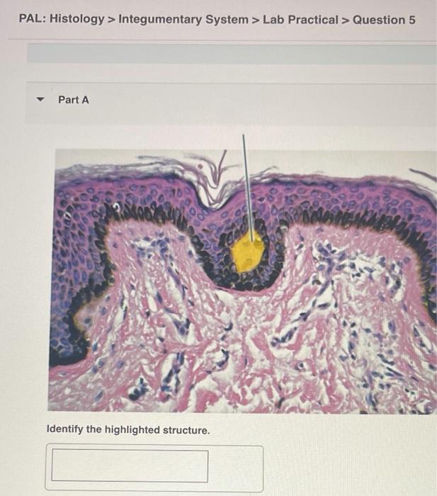 Solved PAL: Histology > Integumentary System > Lab Practical | Chegg.com