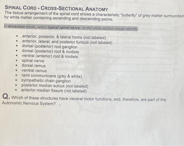 Solved SPINAL CORD - CROSS-SECTIONAL ANATOMY The tissue | Chegg.com
