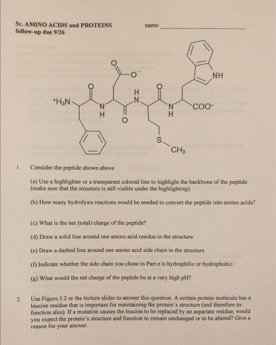 Solved 5c. AMINO ACIDS and PROTEINS name follow-up due 9/26 | Chegg.com