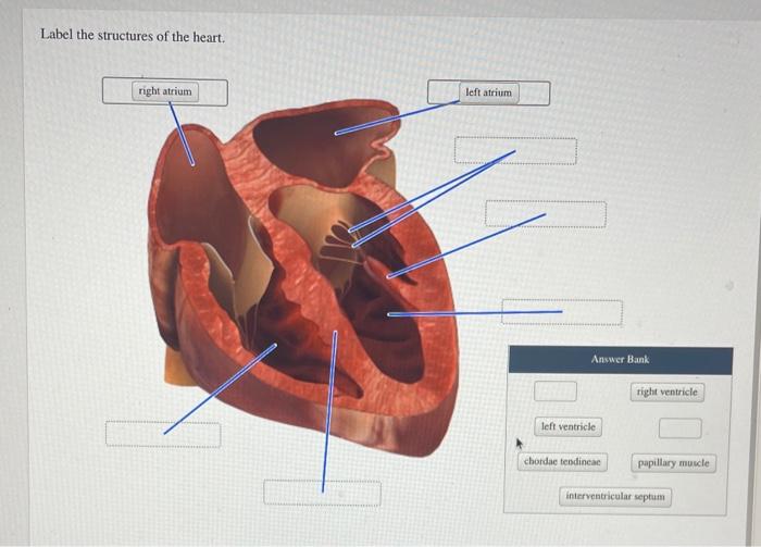 Solved Label the structures of the heart. right atrium left | Chegg.com