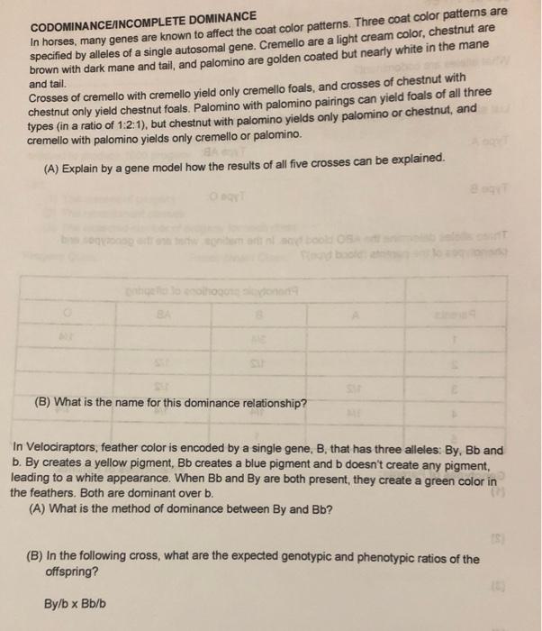 Solved CODOMINANCE/INCOMPLETE DOMINANCE In horses, many | Chegg.com
