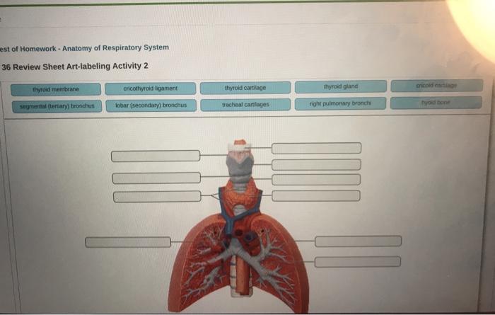 Solved est of Homework - Anatomy of Respiratory System 36 | Chegg.com