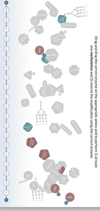 Solved Drag and drop the correct enzyme on the appropriate | Chegg.com
