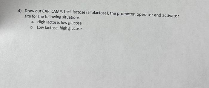Solved 4) Draw out CAP, CAMP, Lacl, lactose (allolactose), | Chegg.com