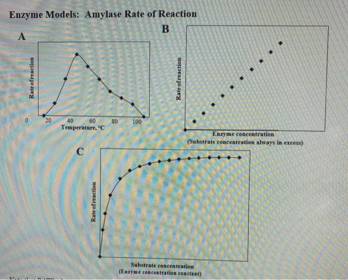 Solved Enzyme Models: Amylase Rate of Reaction B A . Rate | Chegg.com
