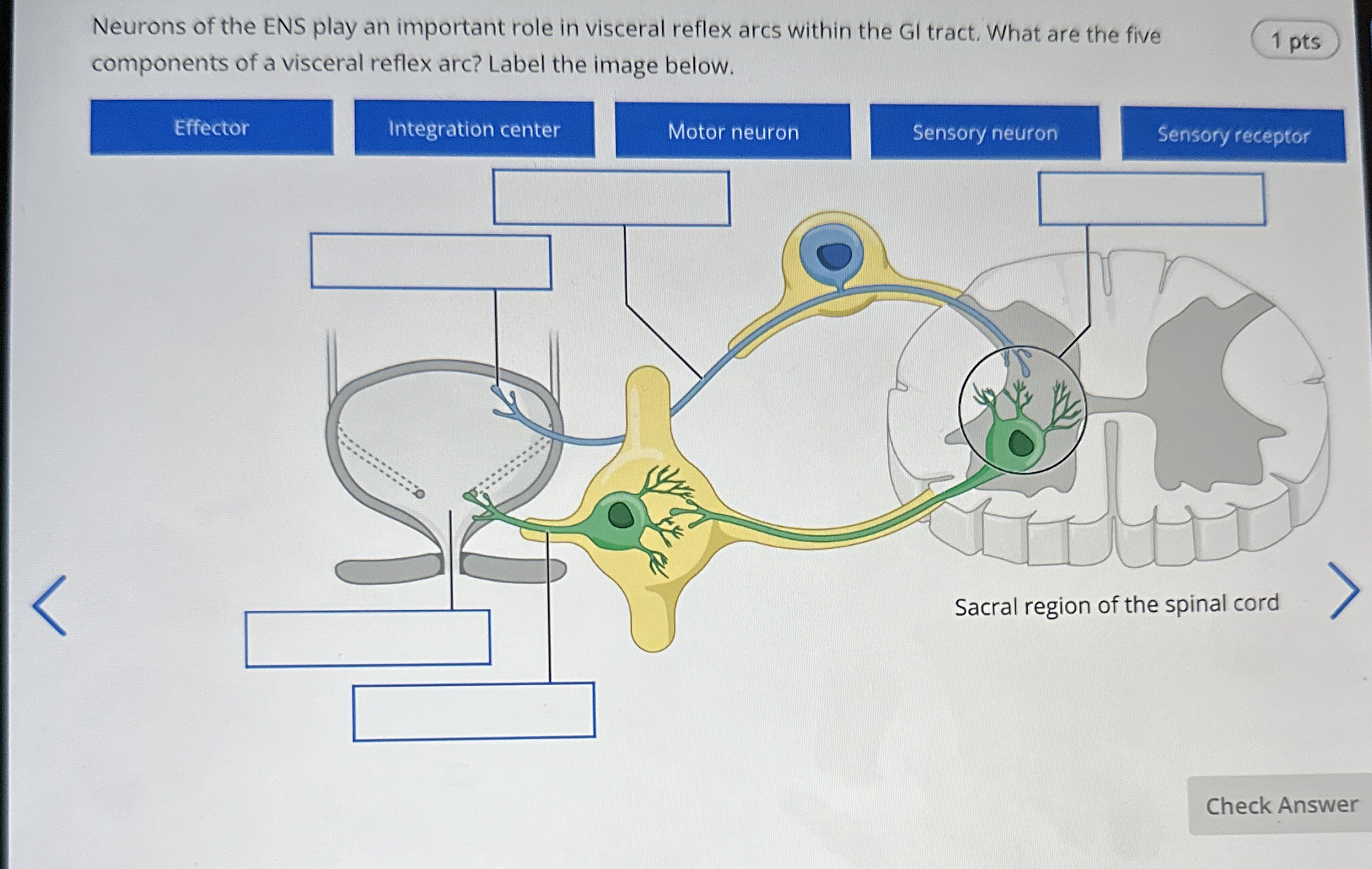 Solved by an EXPERT Neurons of the ENS play an important role in visceral | Chegg.com