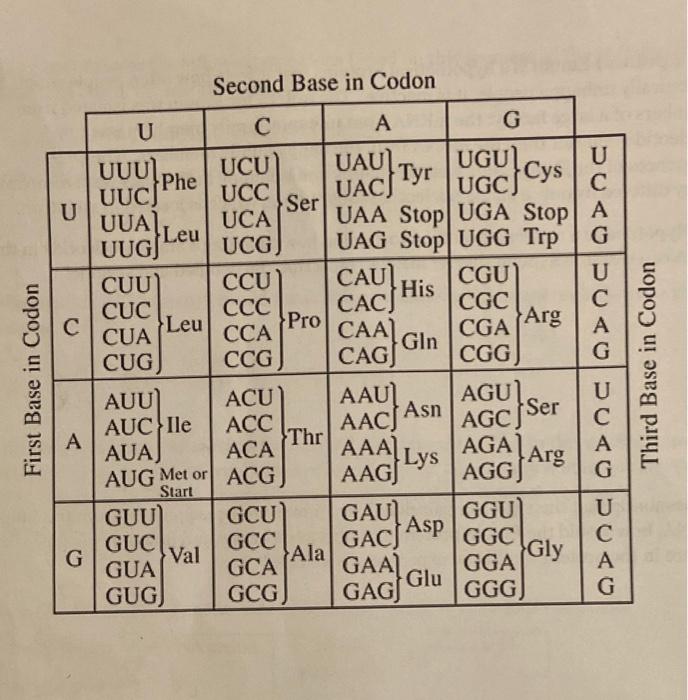 Solved 8 points) Using the genetic code table (last page), | Chegg.com