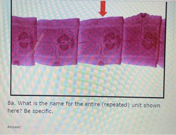 Solved 8a. What is the name for the entire (repeated) unit | Chegg.com