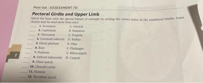 Solved Post-lab / ASSESSMENT 7D Pectoral Girdle and Upper | Chegg.com
