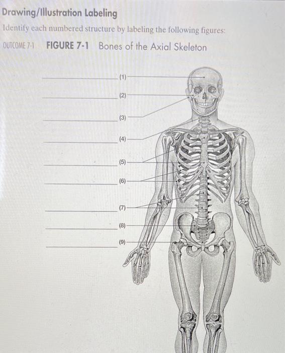 Solved Drawing/Illustration Labeling Identify each numbered | Chegg.com