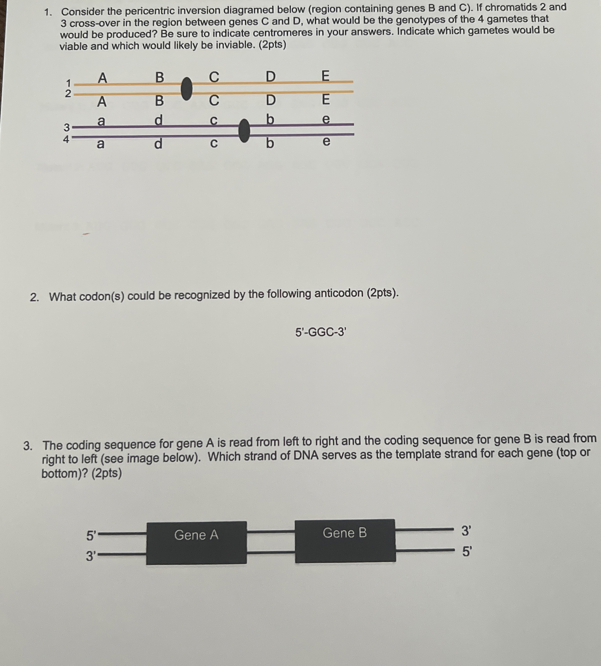 Solved Consider the pericentric inversion diagramed below | Chegg.com