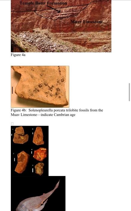 Solved Temple Butte Formation Muay Limestone Figure 4a | Chegg.com