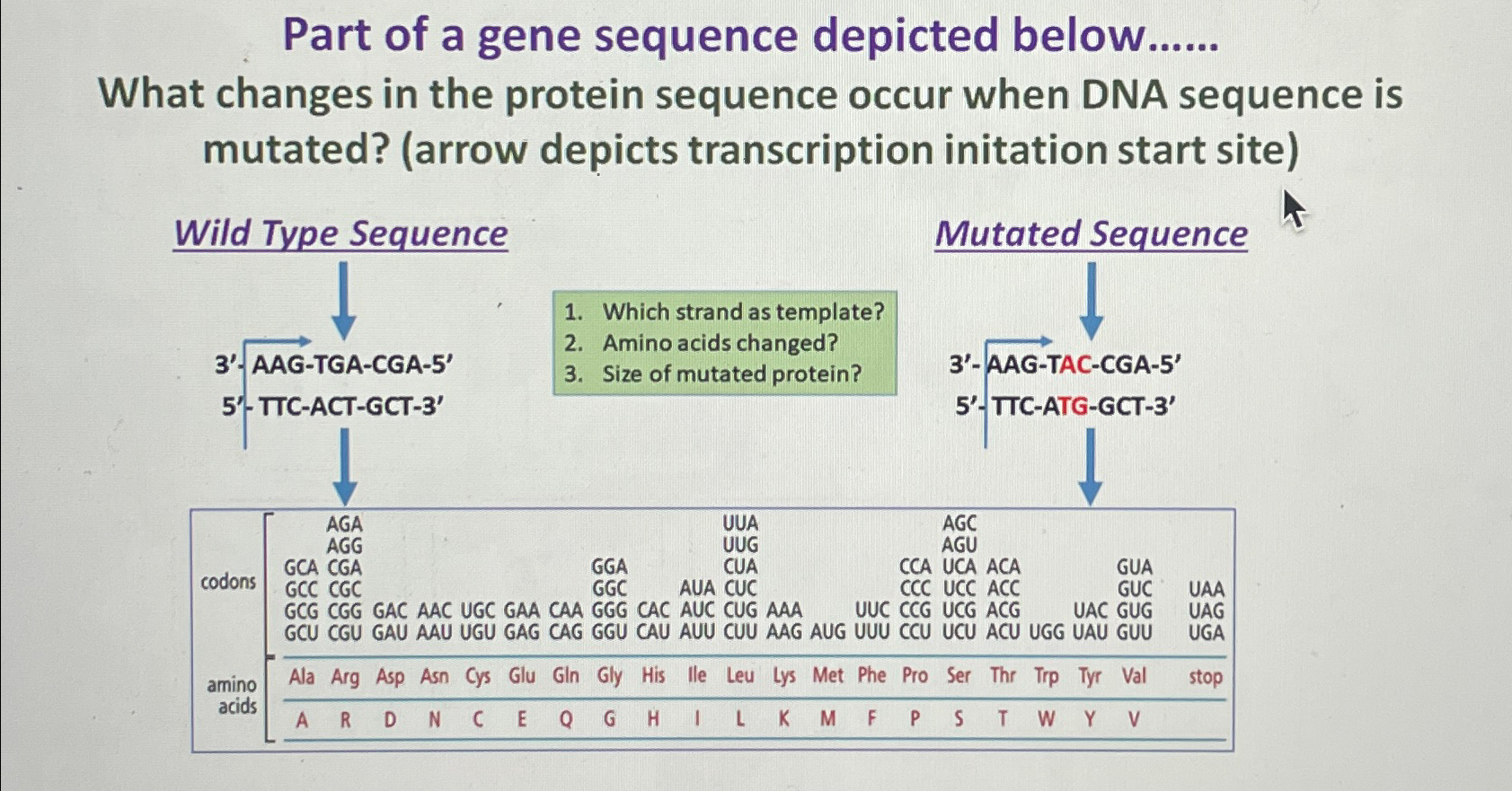 Part of a gene sequence depicted below......What | Chegg.com
