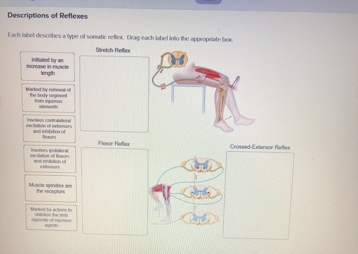 Solved Descriptions of Reflexes Each label describes a type | Chegg.com