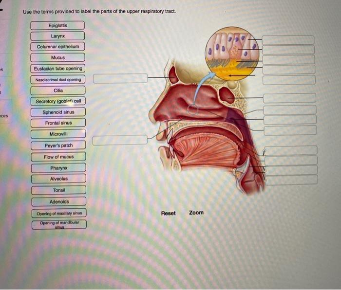 Solved Use the terms provided to label the parts of the | Chegg.com