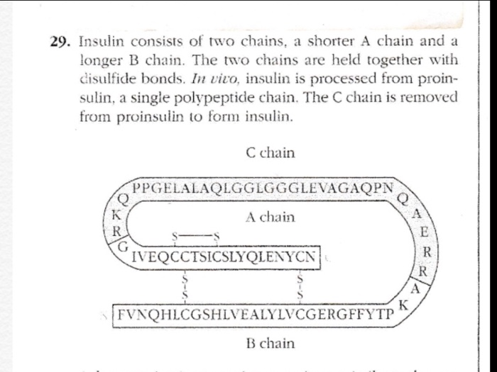 Solved 29. Insulin consists of two chains, a shorter A chain | Chegg.com