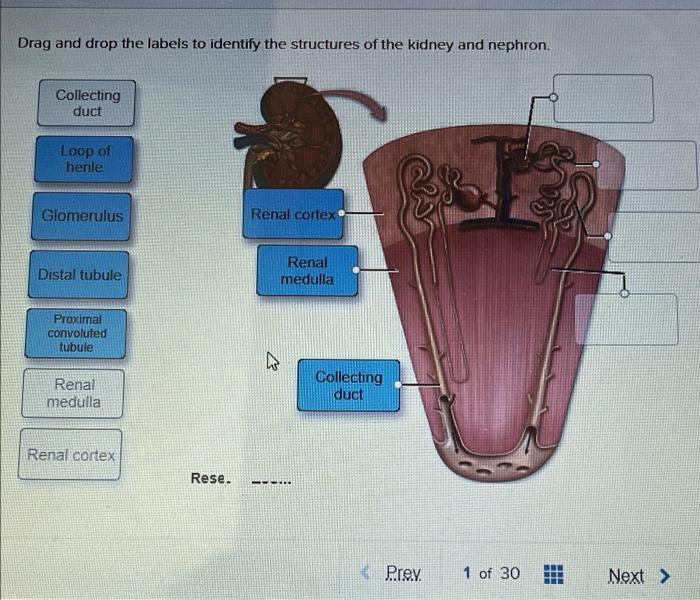 Solved Drag and drop the labels to identify the structures | Chegg.com