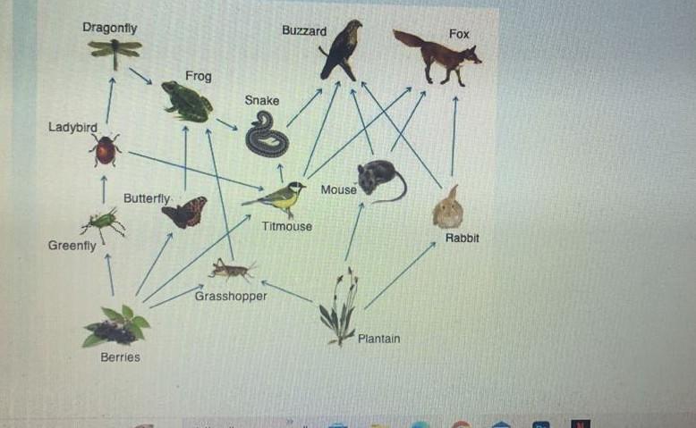 Solved b) (i) List, in the correct order, the four organisms | Chegg.com