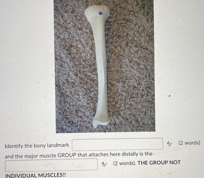 Solved Identify the bony landmark and the major muscle GROUP | Chegg.com