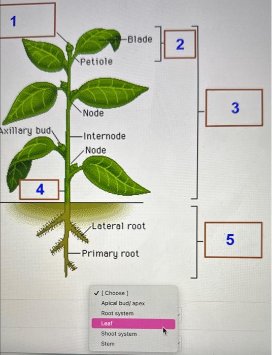 1 4 [ Choose] Apical bud/ apex Root system Leaf | Chegg.com