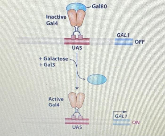 Solved Transcription of the yeast GAL1 gene is required to | Chegg.com