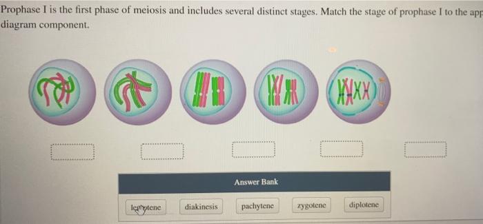 Solved Prophase I is the first phase of meiosis and includes | Chegg.com