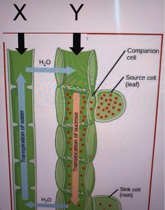 Solved Transpiration of Translocation of suc Sink cell | Chegg.com